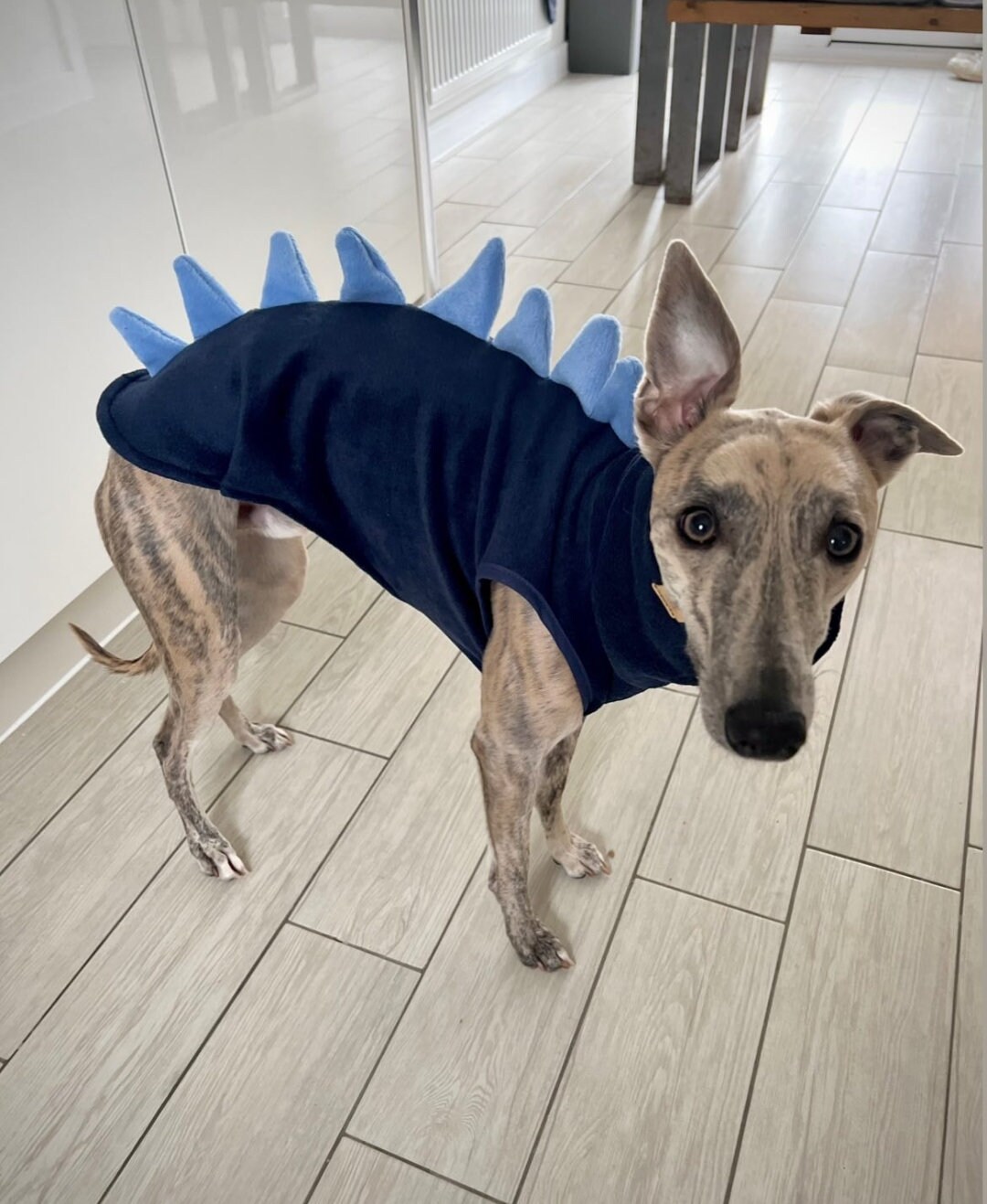 Dinopaw Bodywarmer Dinosaur Dog Costume Whippet Iggy Sighthound ...