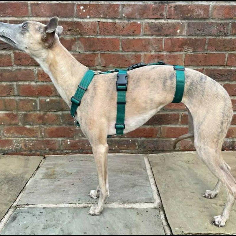Webbing Harness - Etsy UK