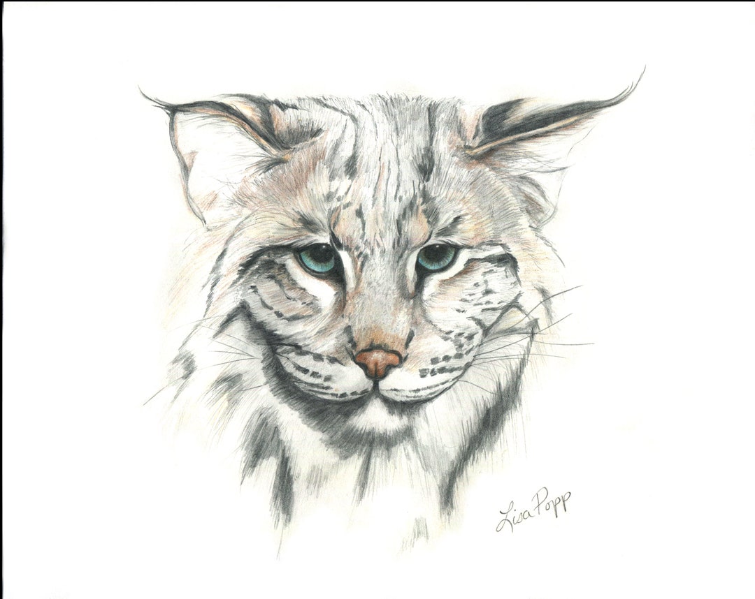 Bobcat by Lisa Popp Limited Edition Print signed and - Etsy