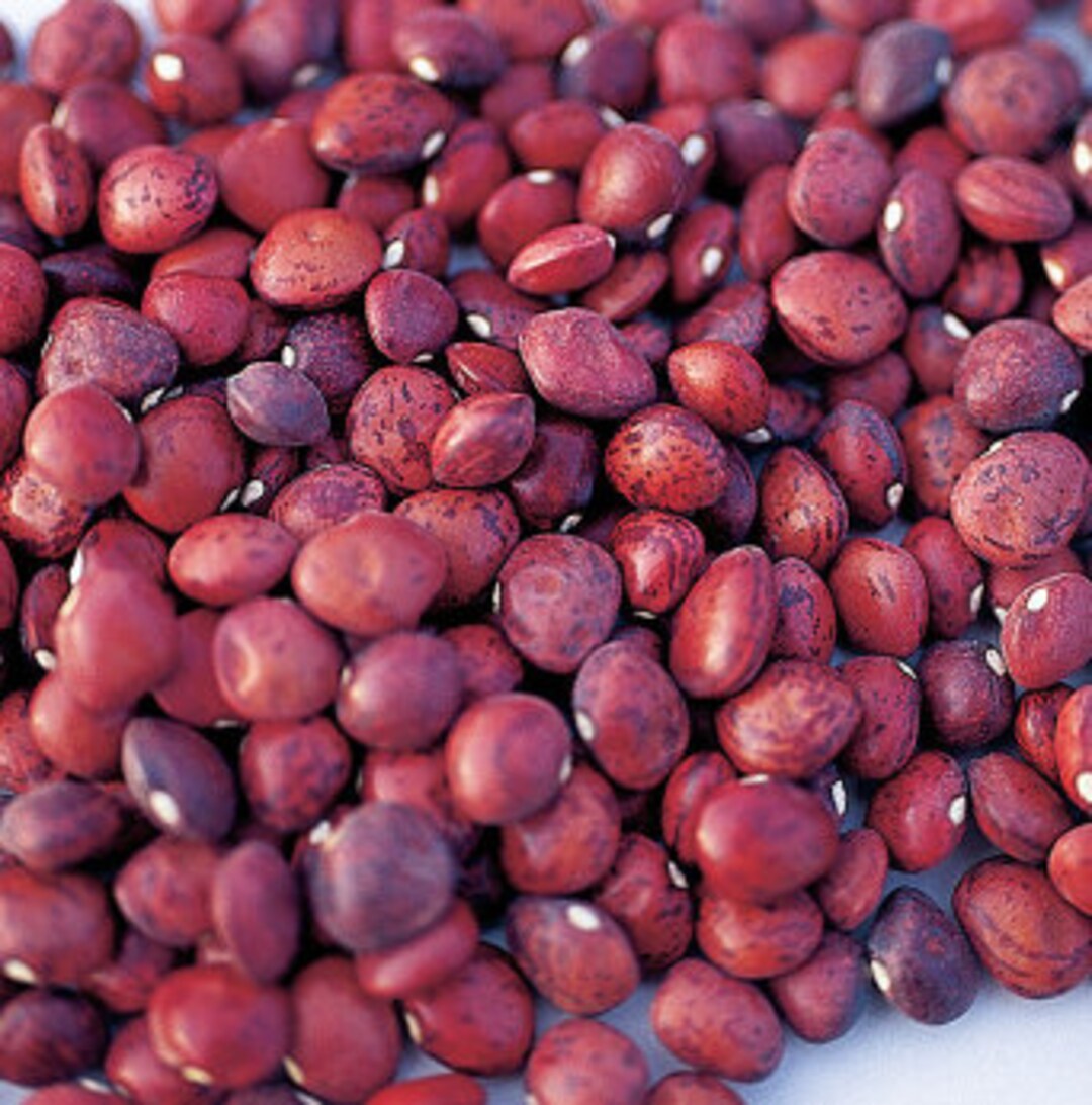 50+ Speckled Dixie Lima Bean (butter Peas) Seeds - Etsy