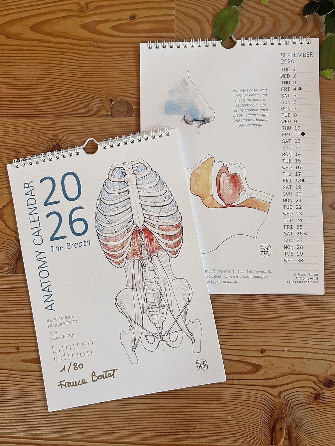 2026 Anatomy Calendar – the Breath – Size A4 – LIMITED EDITION - Etsy