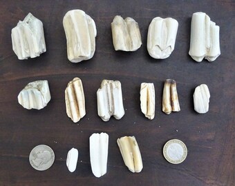 Real Animal Teeth - Etsy