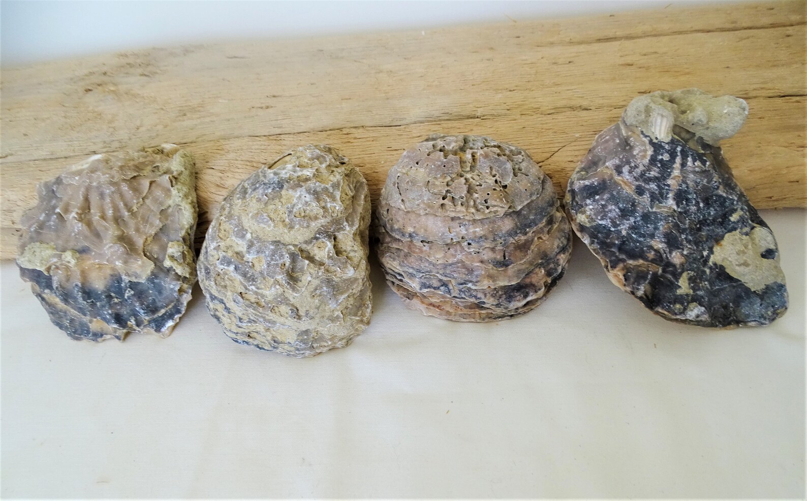 4 large fossilized oyster shells 3''4 1/8'' | Etsy