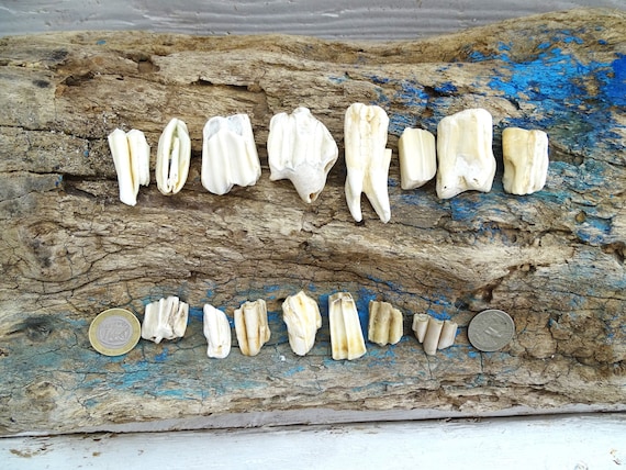 Animal Teeth Identification