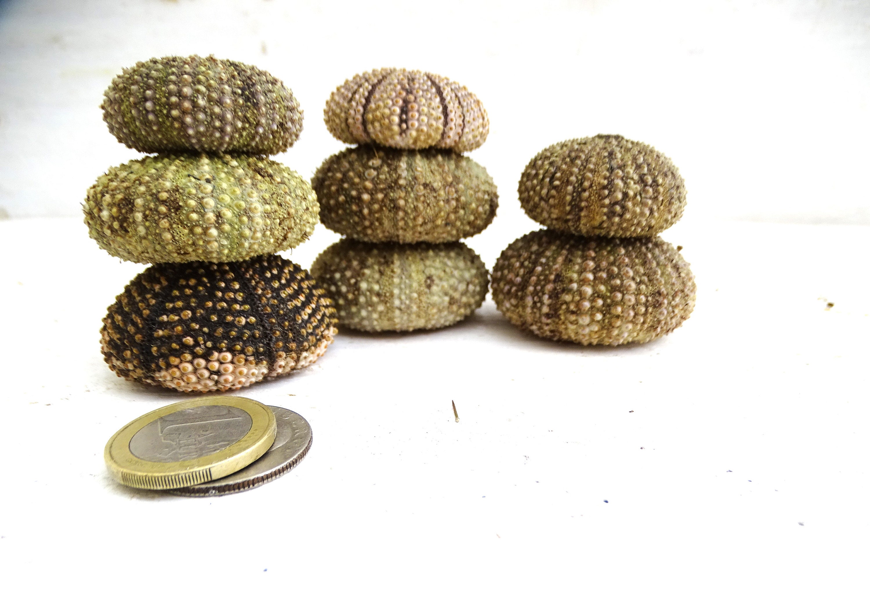 Big Natural Sea Urchin Shells From Greece 1 1/4''1 - Etsy