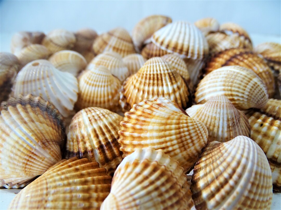 Variations of Medium Brown and Small Brown and White Spiny Cockle Seashells, 3/8''1.5''1-4cm ...