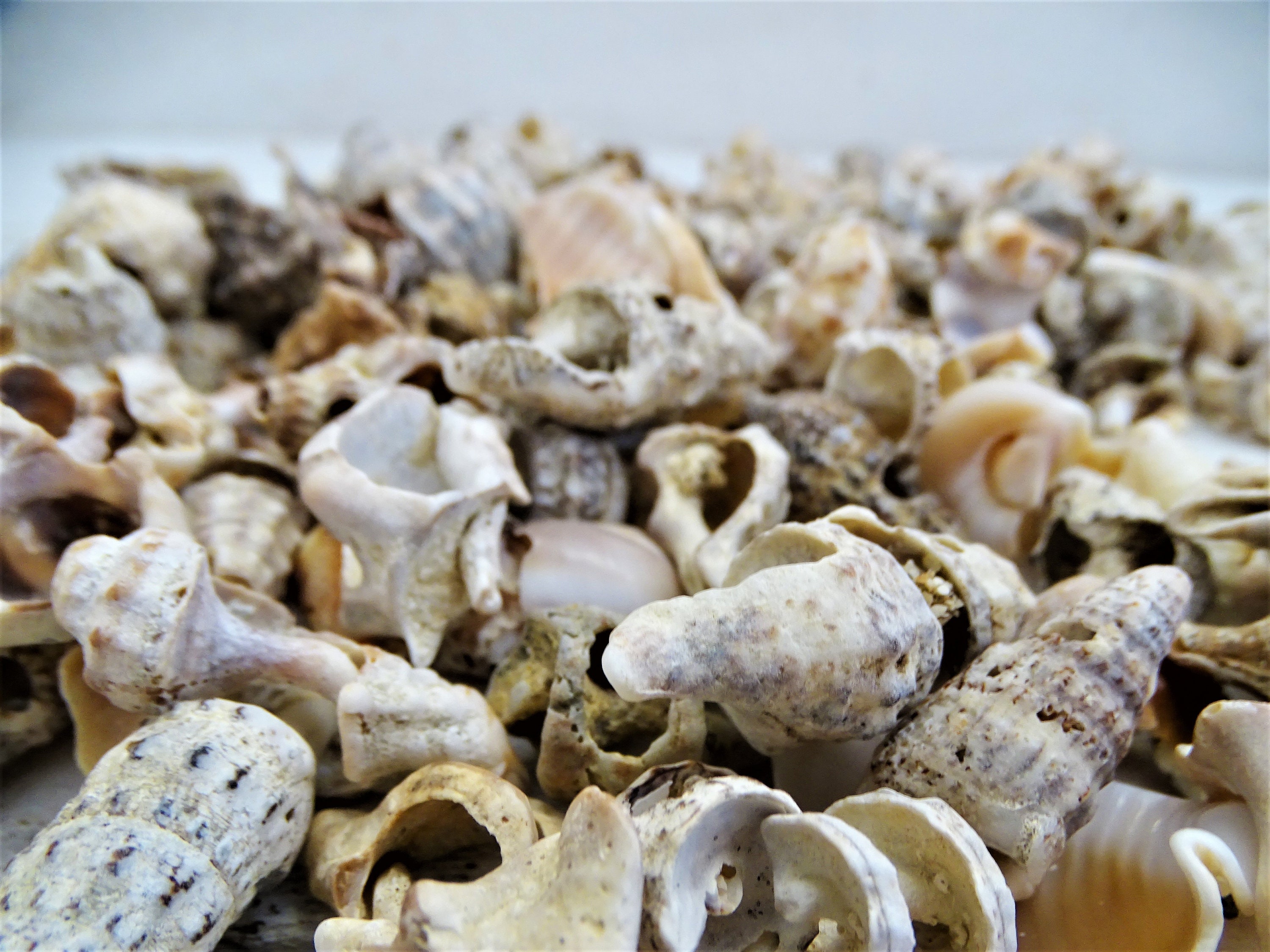 Bulk Eroded Sea Shells and Shell Fragments Variations 1/2 and - Etsy