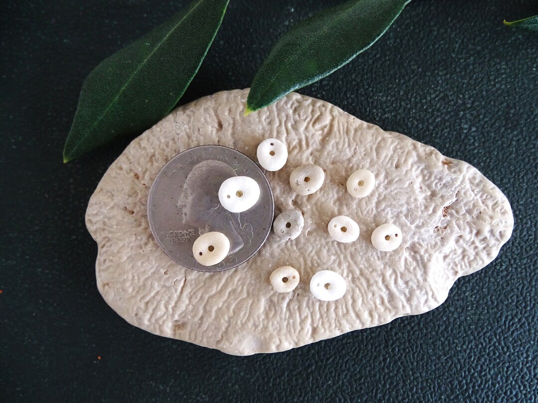 VERY RARE Tiny Natural Fossilized Sea Urchin Shells 5-7mm 0.2''0.3 ...