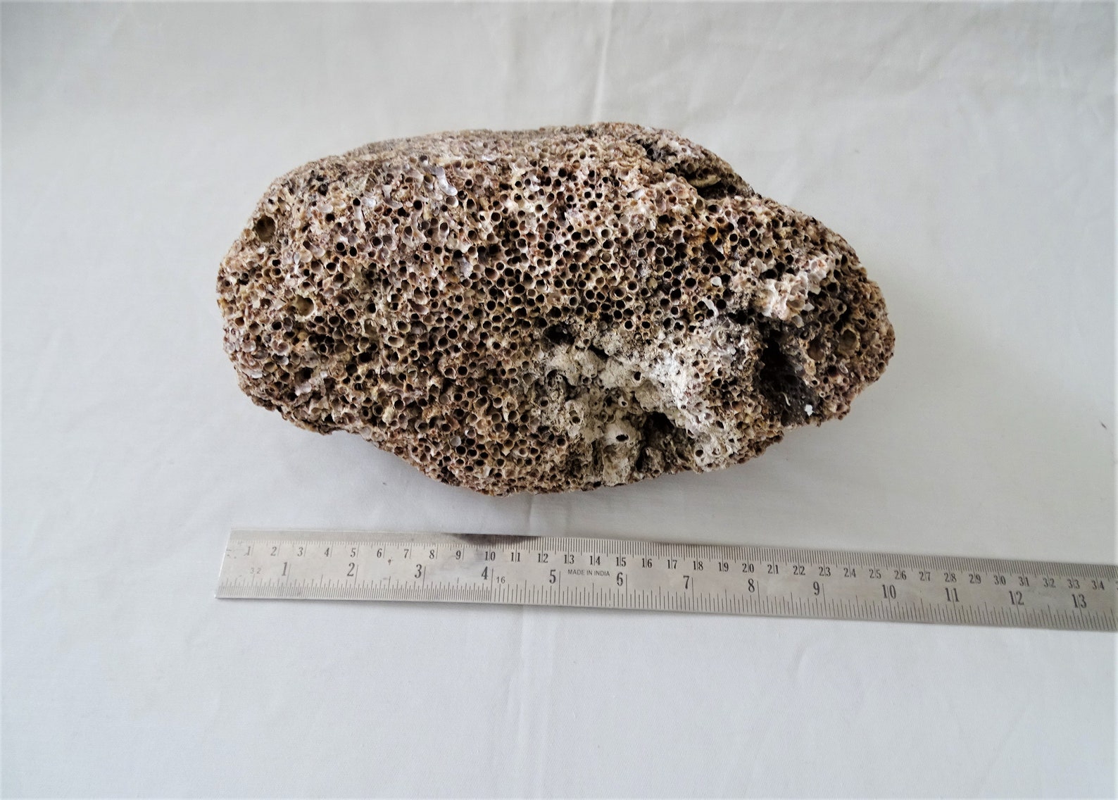 Large tube worm shell colony sea rock fossil 4.9 lb | Etsy