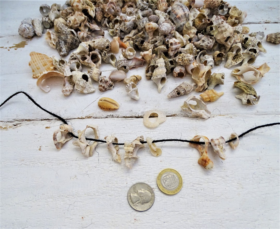 Bulk Eroded Sea Shells and Shell Fragments Variations 1/2 and - Etsy