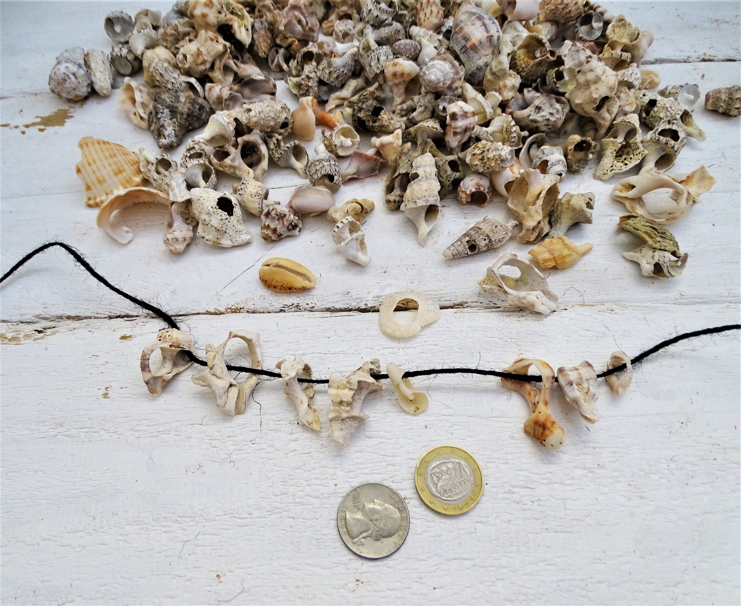 Bulk Eroded Sea Shells and Shell Fragments Variations 1/2 and - Etsy