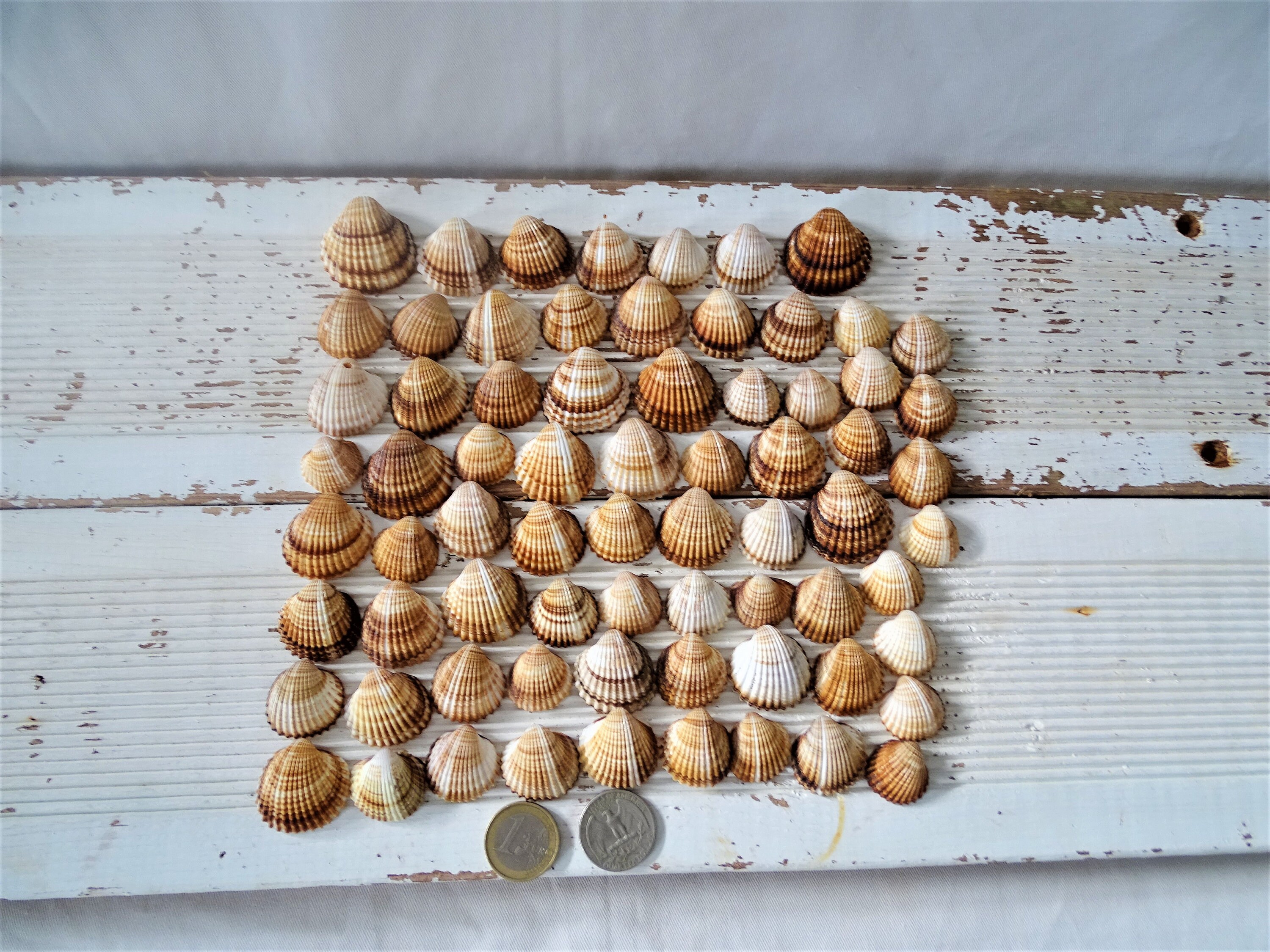 Variations of Medium Brown and Small Brown and White Spiny Cockle ...