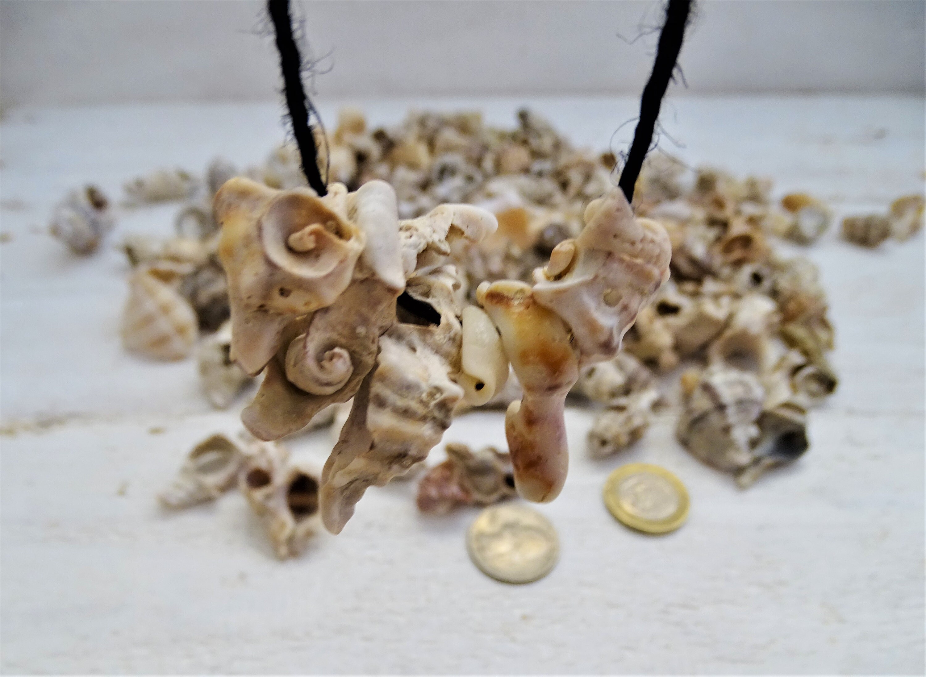 Bulk Eroded Sea Shells and Shell Fragments Variations 1/2 and - Etsy