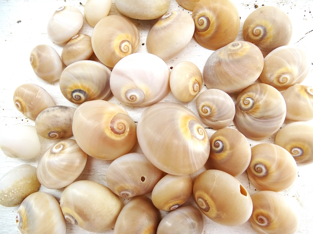 Moon Sea Snail Shells 35 Pieces/natural Fine Whale Eye - Etsy