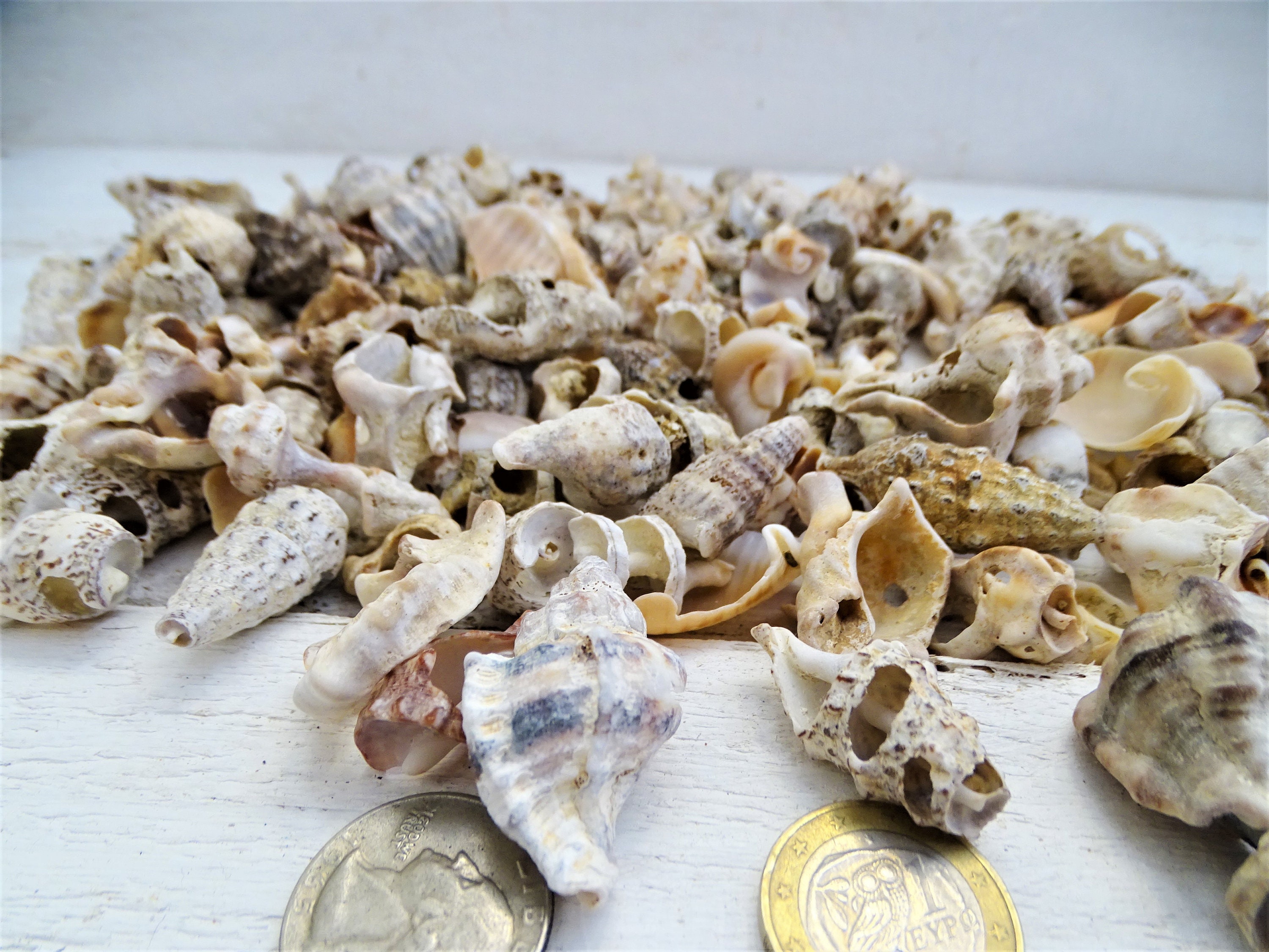 Bulk Eroded Sea Shells and Shell Fragments Variations 1/2 and - Etsy