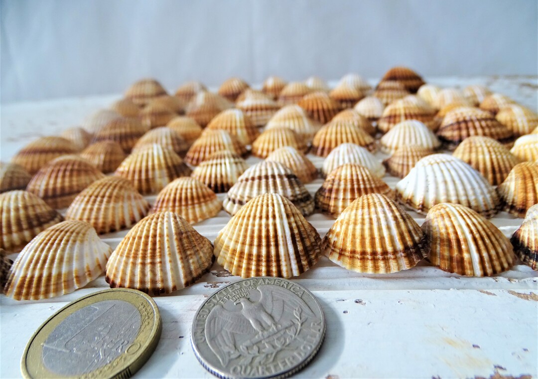 Variations of Medium Brown and Small Brown and White Spiny Cockle ...