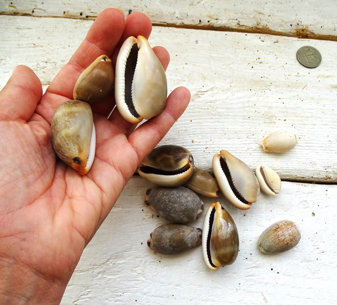 11 Natural Cowrie Sea Shells Collection, 1.2''-2.2'' (3-5.5 Cm)/genuine ...