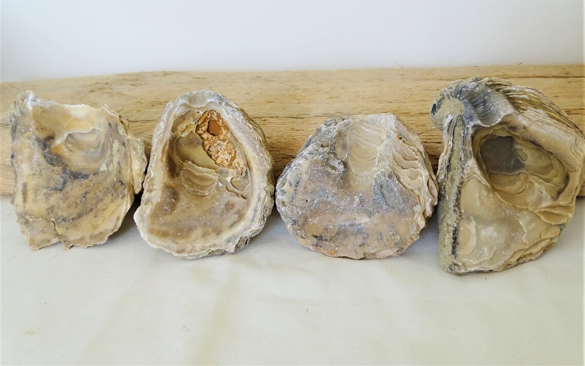 4 large fossilized oyster shells 3''4 1/8'' | Etsy