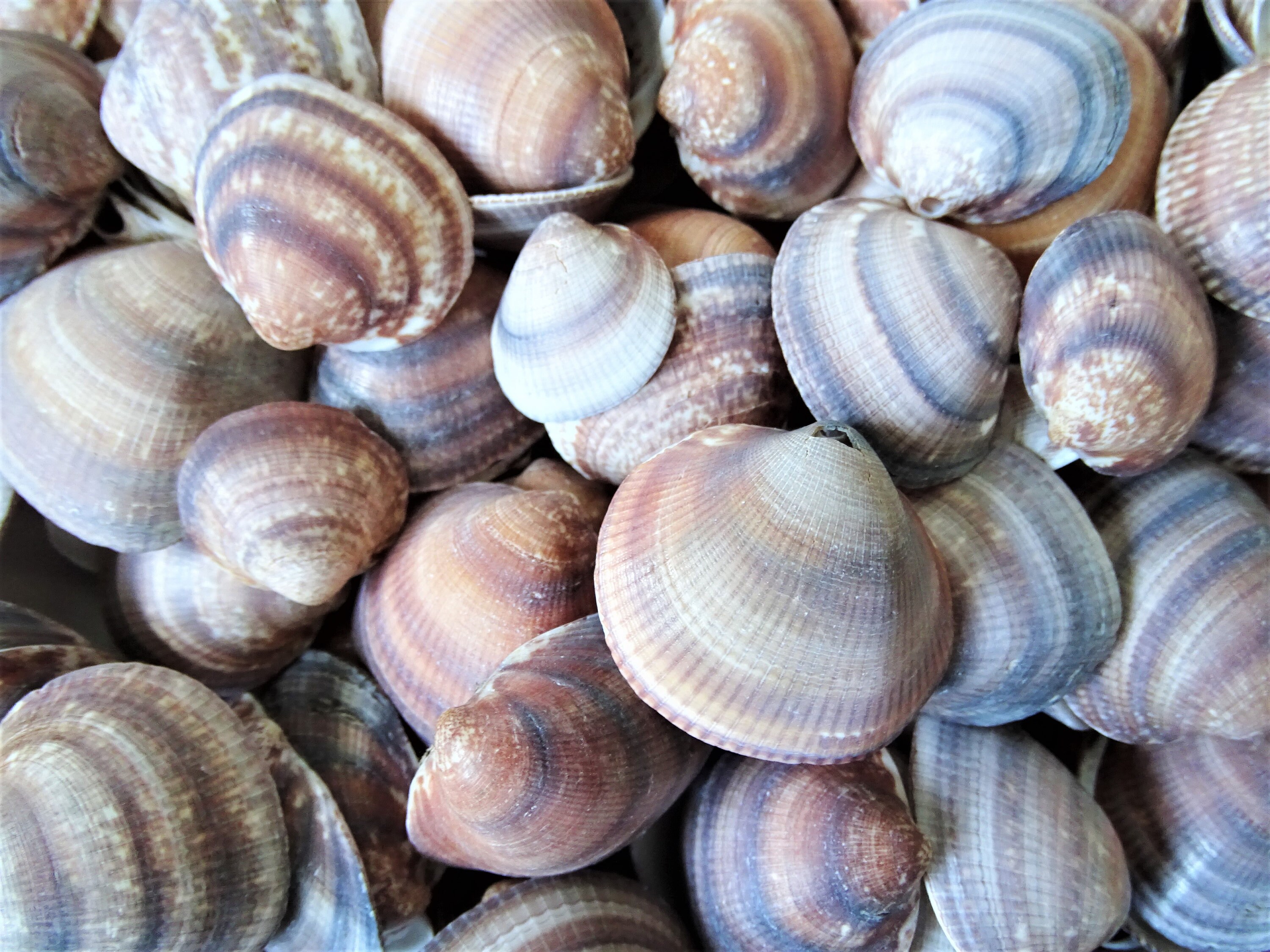 Striped Clams - Etsy