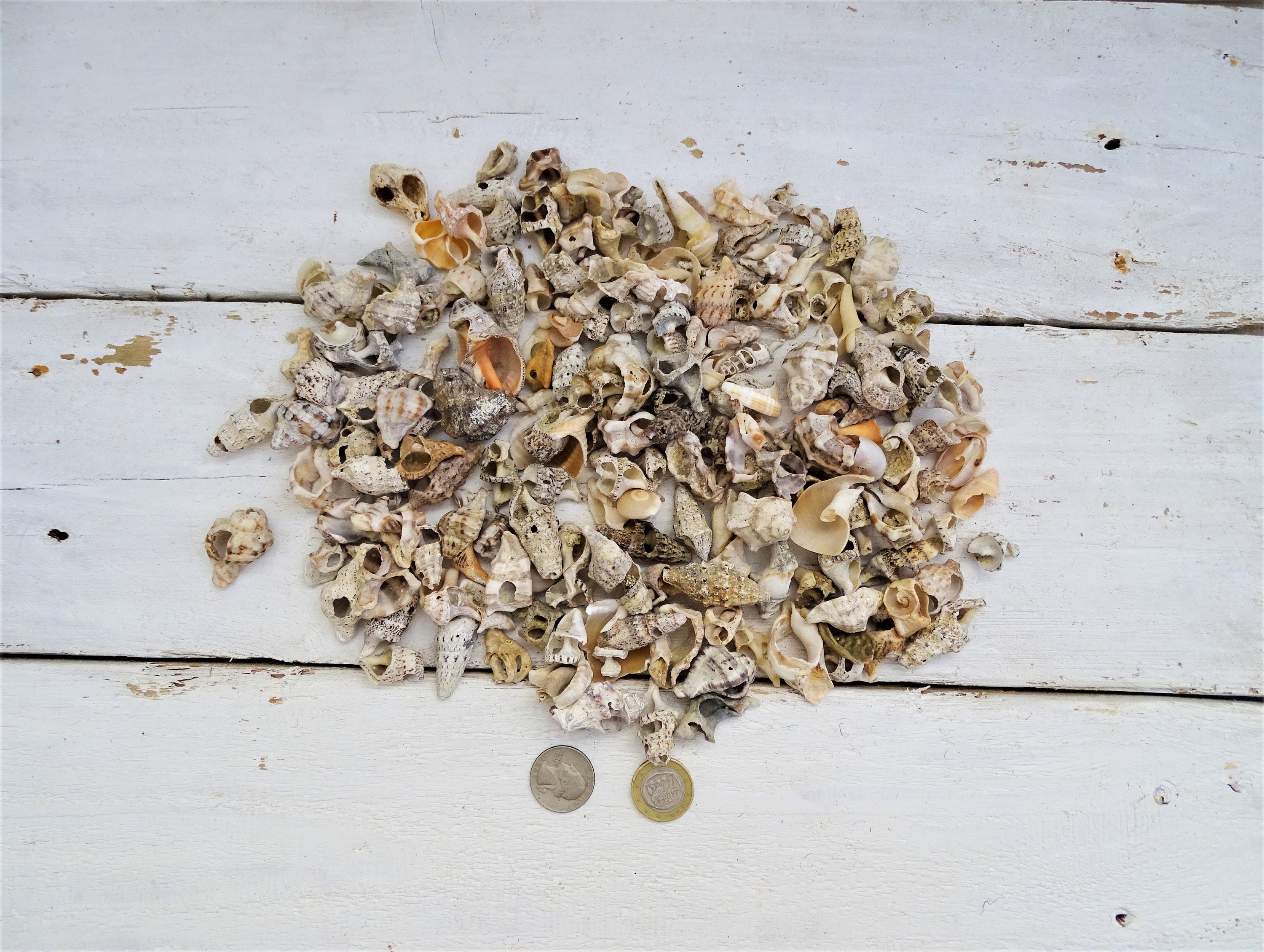 Bulk Eroded Sea Shells and Shell Fragments Variations 1/2 and - Etsy