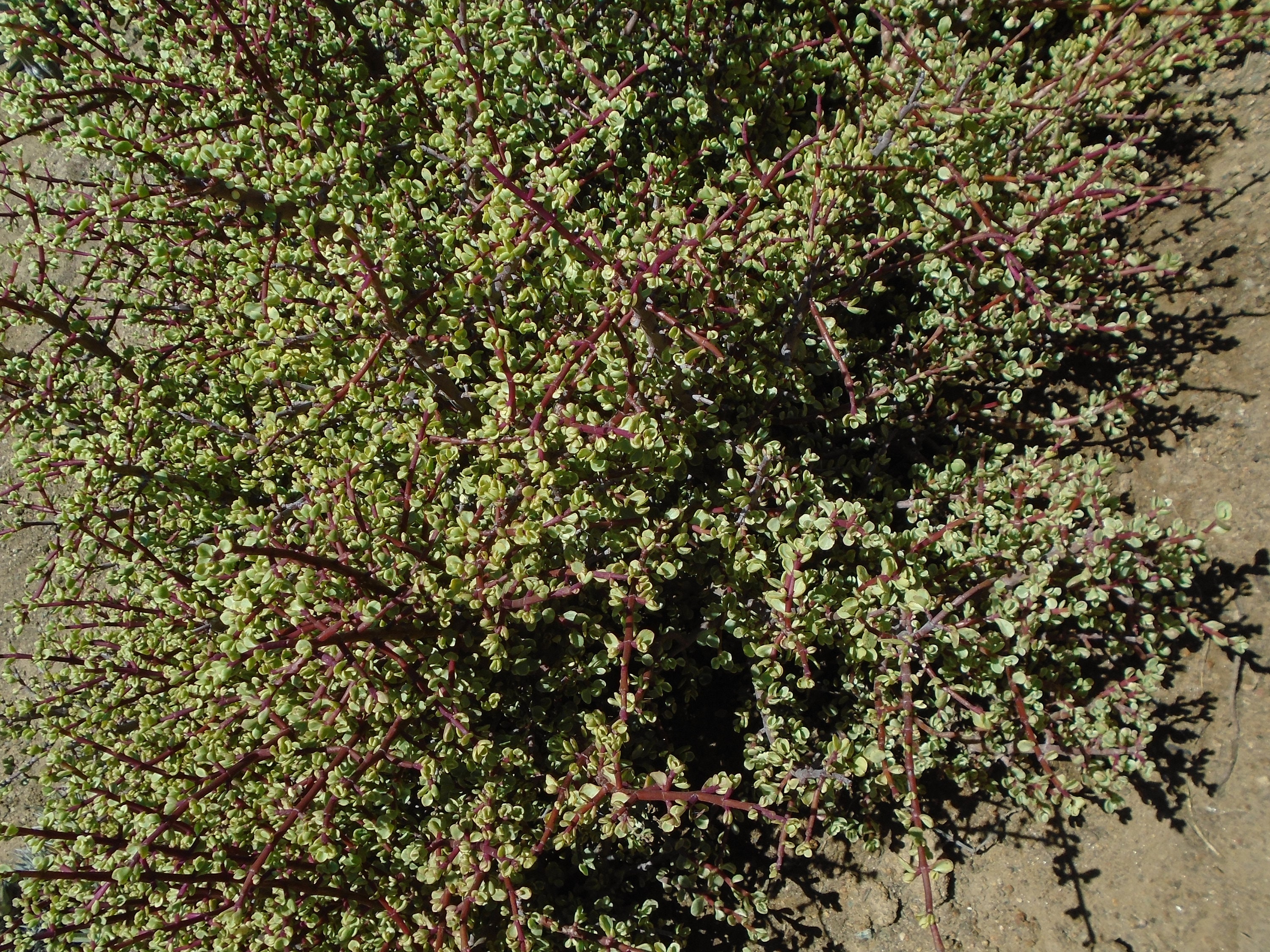 Portulacaria Afra "rainbow Elephant Bush" Variegata 3 Cuttings - Etsy