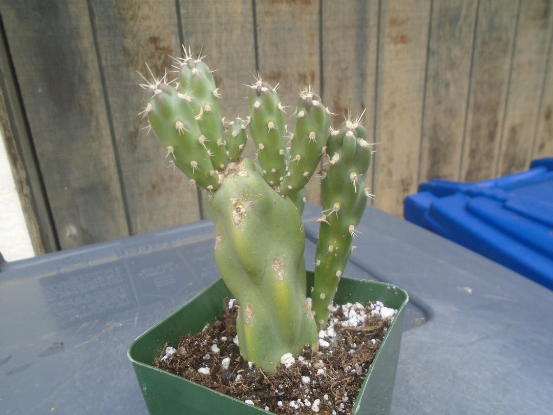 Exact "jumpin" Cholla Cactus Plant, (imbricata), Fully Rooted Cholla ...