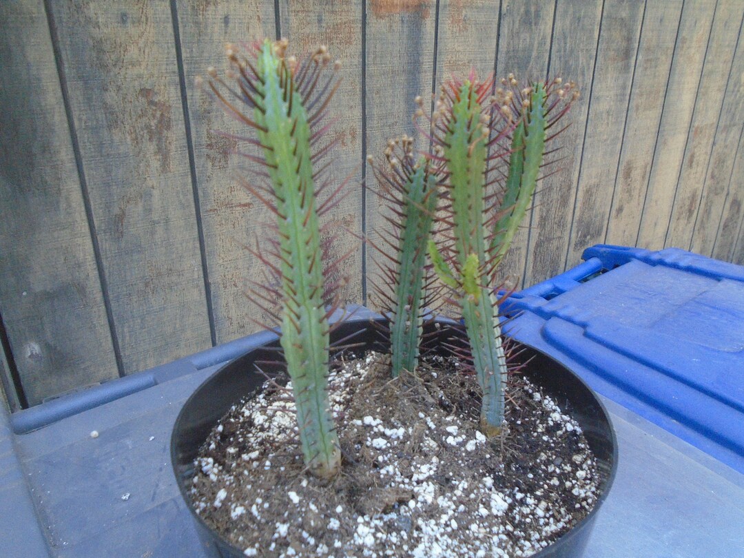 Exact 3 Euphorbia Enopla Plants, Fully Rooted SP1, Each Listing ...
