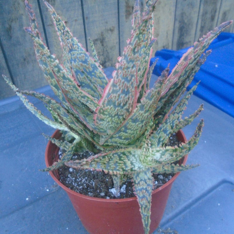 Torch Aloe - Etsy