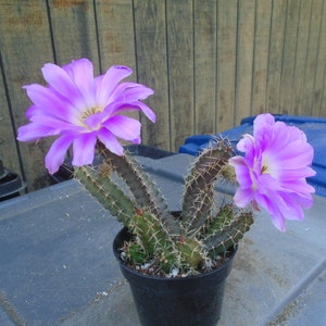 Lady Finger Cactus, Fully Rooted, Echinocereus Pentalophus, When It ...