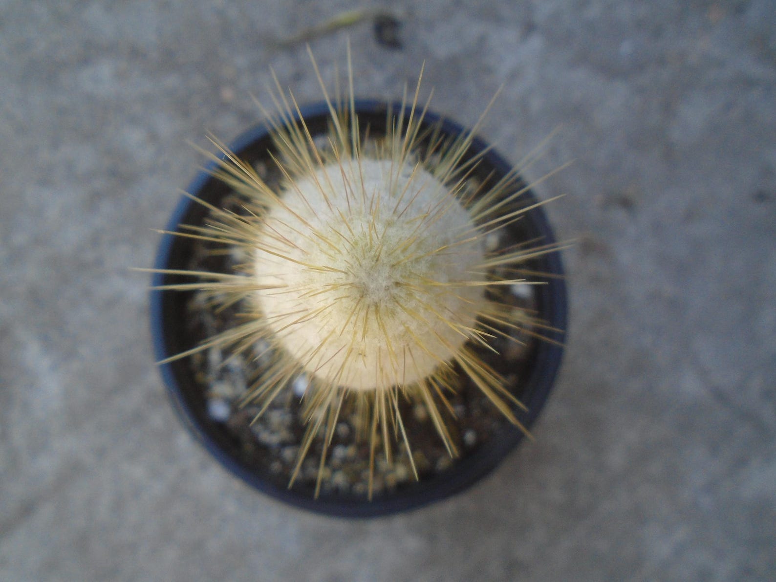 Exact Espostoa Lanata - Snow Pole Cactus, Fully Rooted, Columnar Type ...