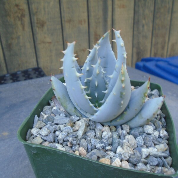 Aloe Plant - Etsy