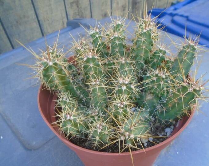 Exact Lady Finger Group of Cactus Plants, Fully Rooted, Echinocereus ...