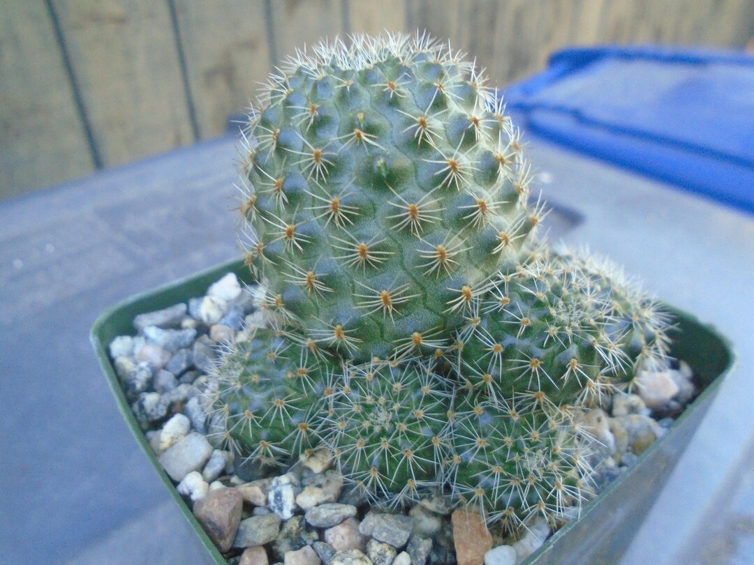Rebutia Sanguinea Cactus Plant, Fully Rooted, Clumping Cactus, Small ...