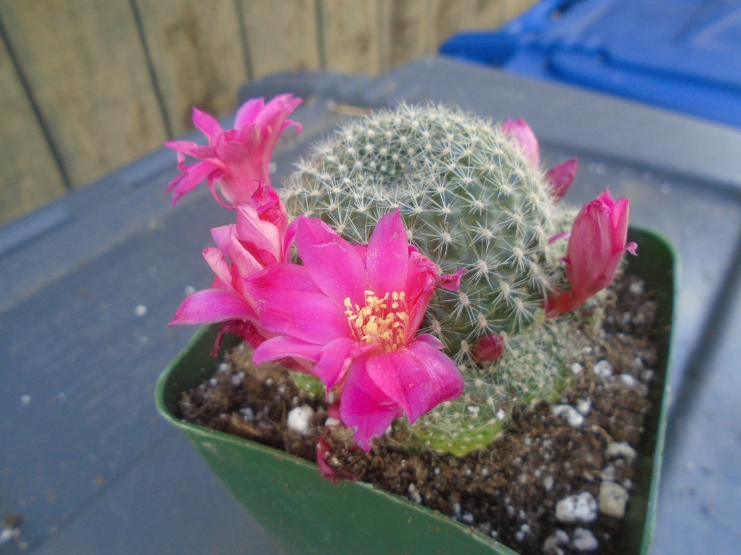 Rebutia Minuscula Plant, Fully Rooted Clumping Cactus, Native to N ...