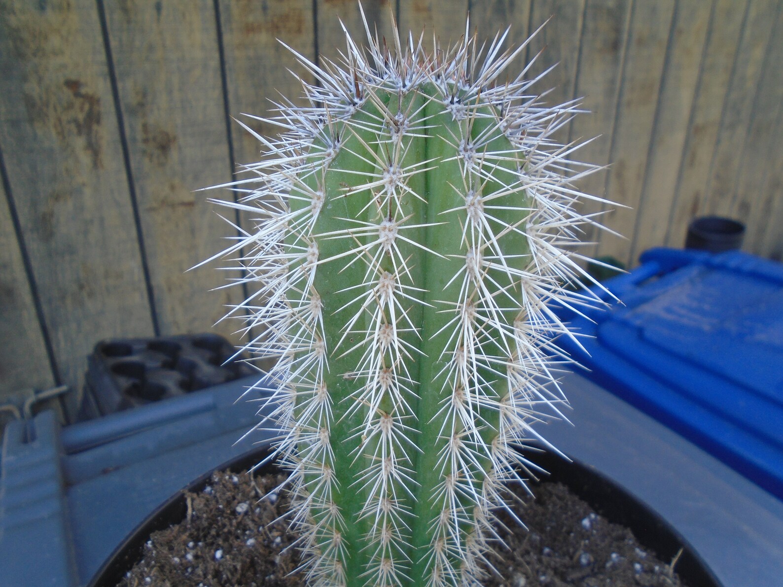 Specialcardon False Saquaro Cactus Fully Rooted - Etsy