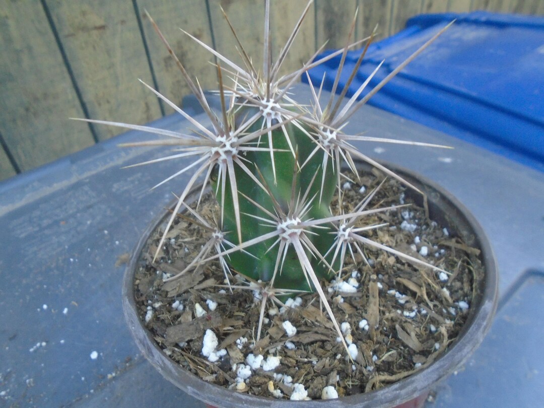 Exact Opuntia GRUSONIA INVICTA Rooted Plant, Cactus, Succulent, 19 ...