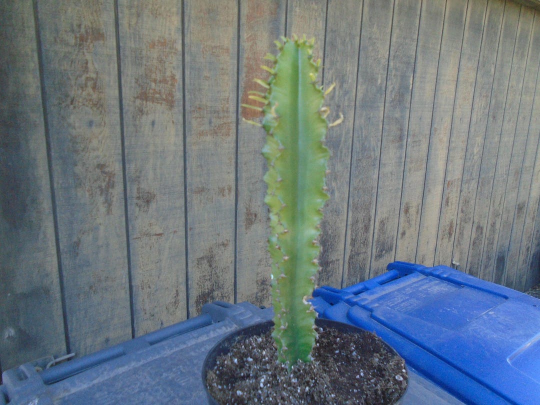 Exact Green African Candelabra Plant, Euphorbia Ammak, Columnar Type ...