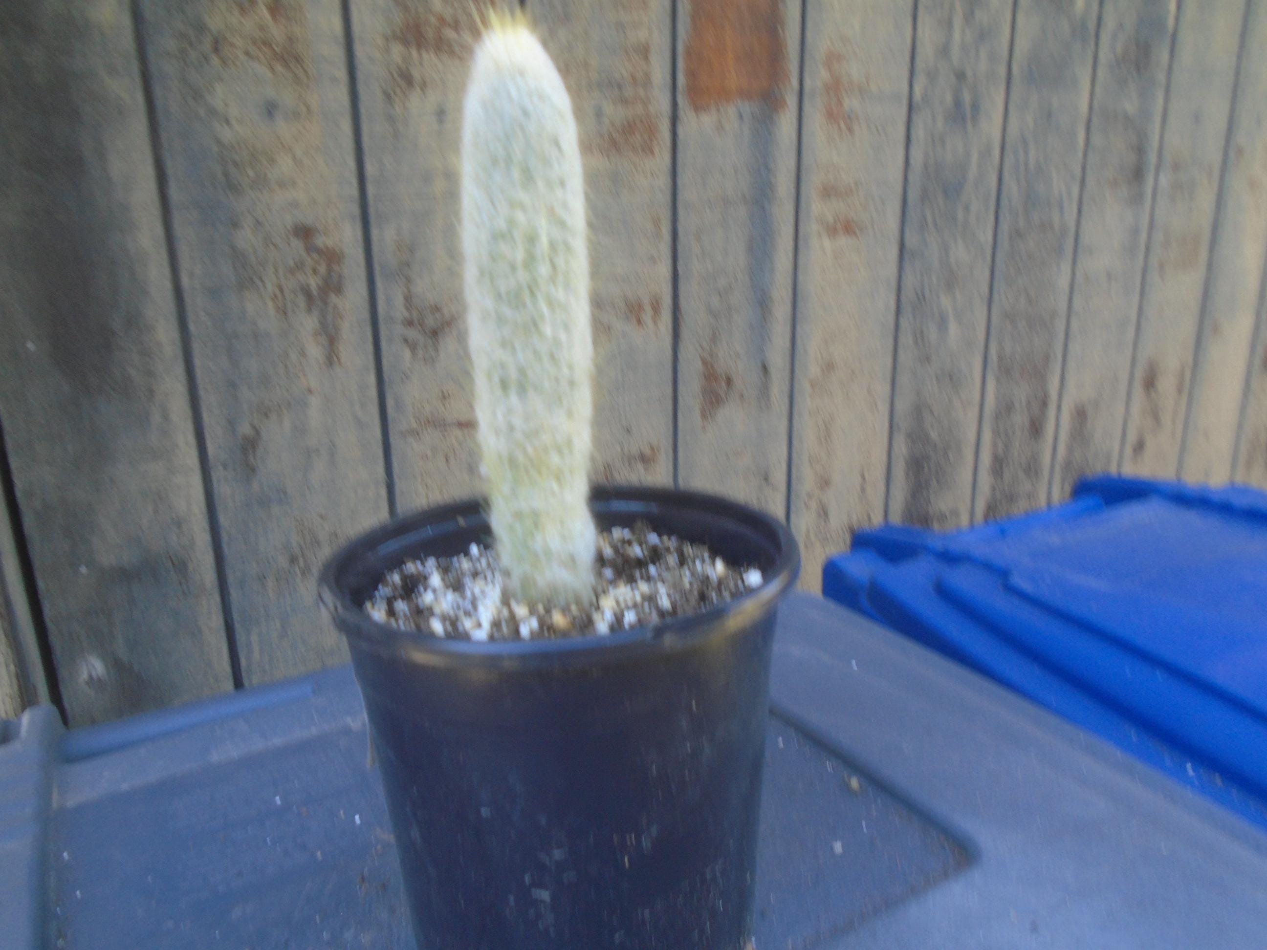 Exact Espostoa Lanata - Snow Pole Cactus, Fully Rooted, Columnar Type ...
