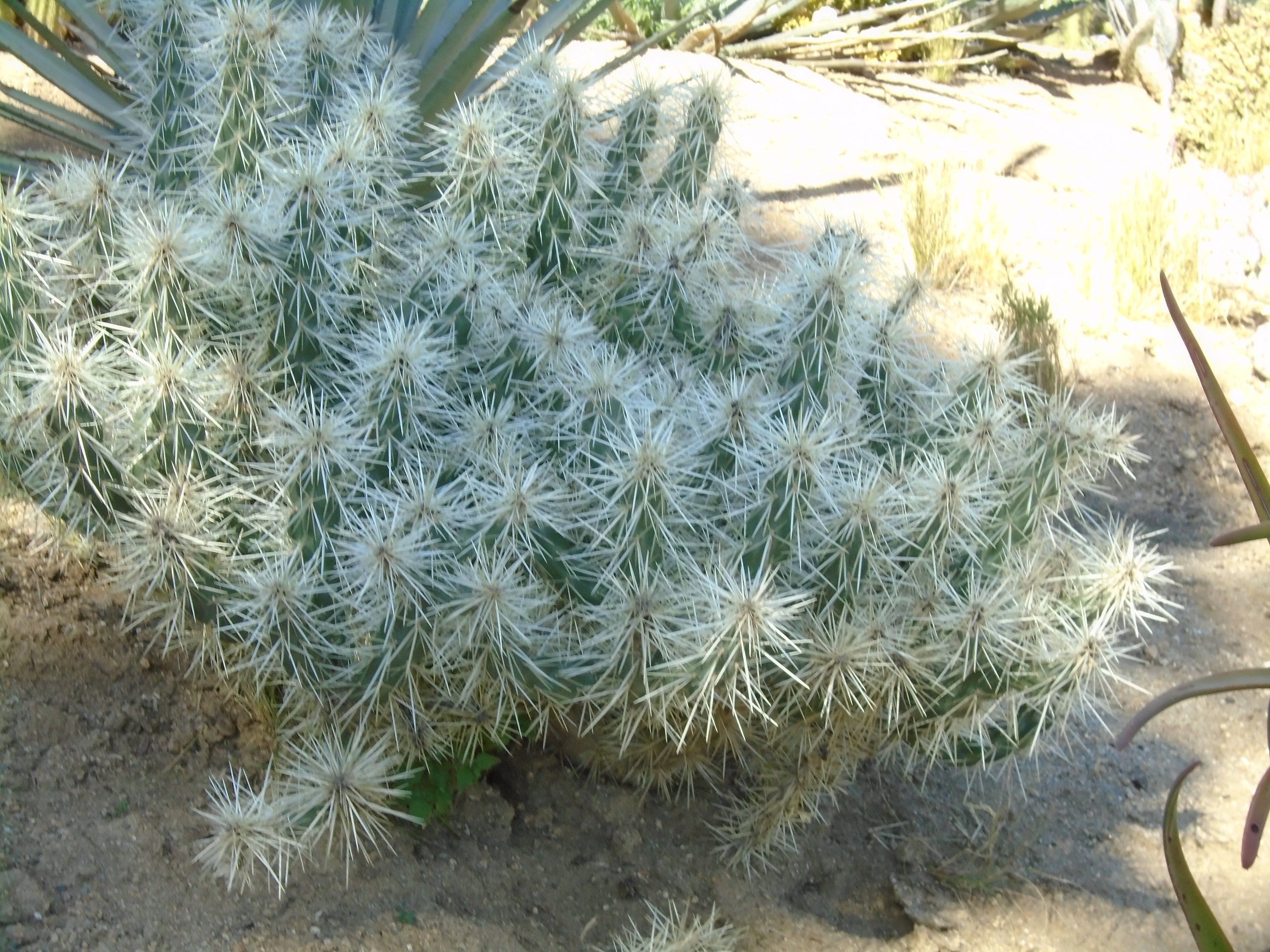 SILVER CHOLLA - One Segment Cylindropuntia Echinocarpa, Cactus Cutting ...