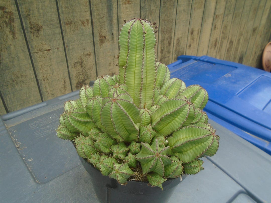 Exact Zipper Plants- Group of Euphorbia Tanzanian Zipper Plants Fully ...