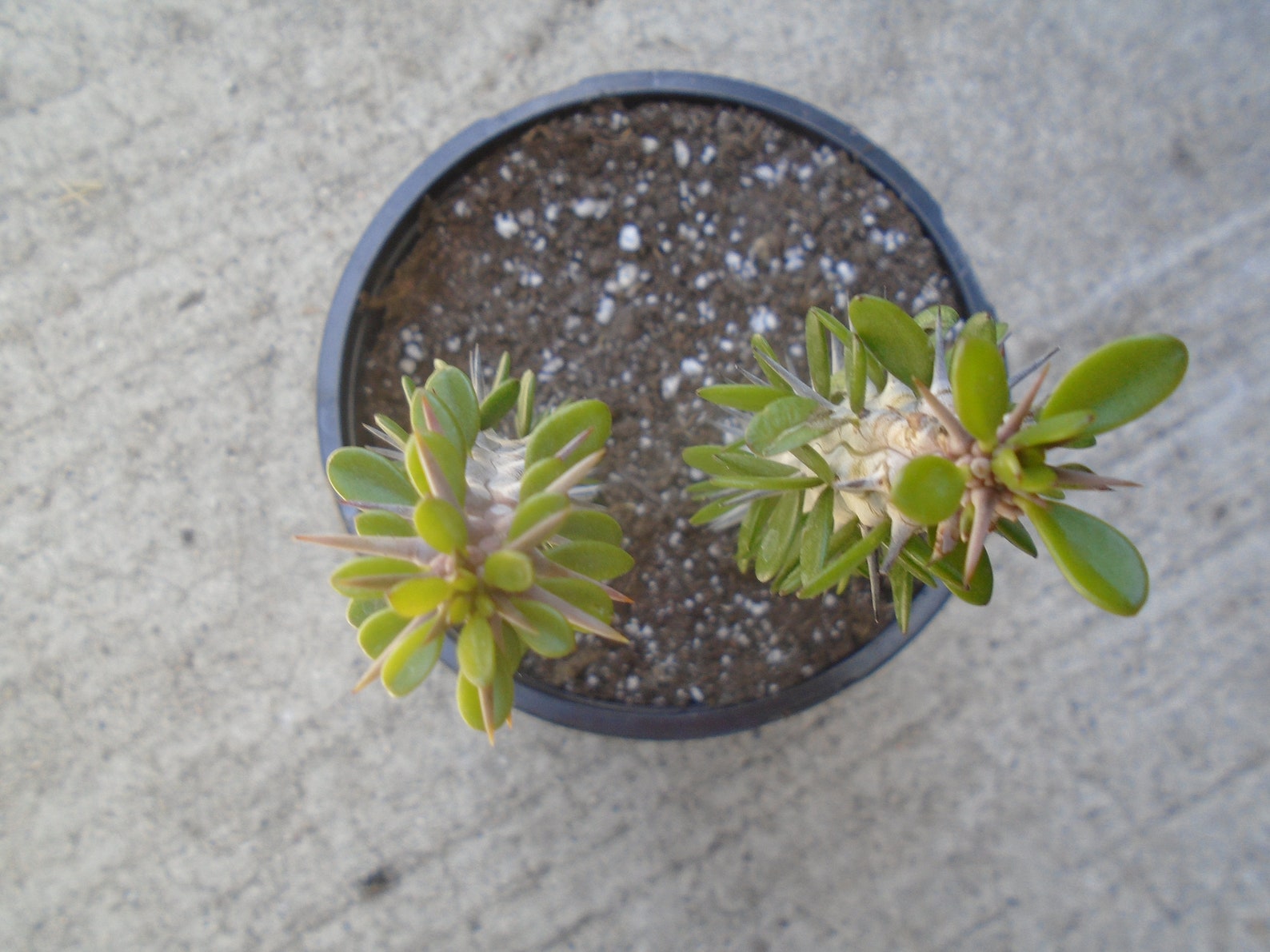 False Ocotillo 2 Plants Fully Rooted Procera Drought - Etsy