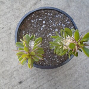 False Ocotillo 2 Plants, Fully Rooted, Procera, Drought Resistant ...