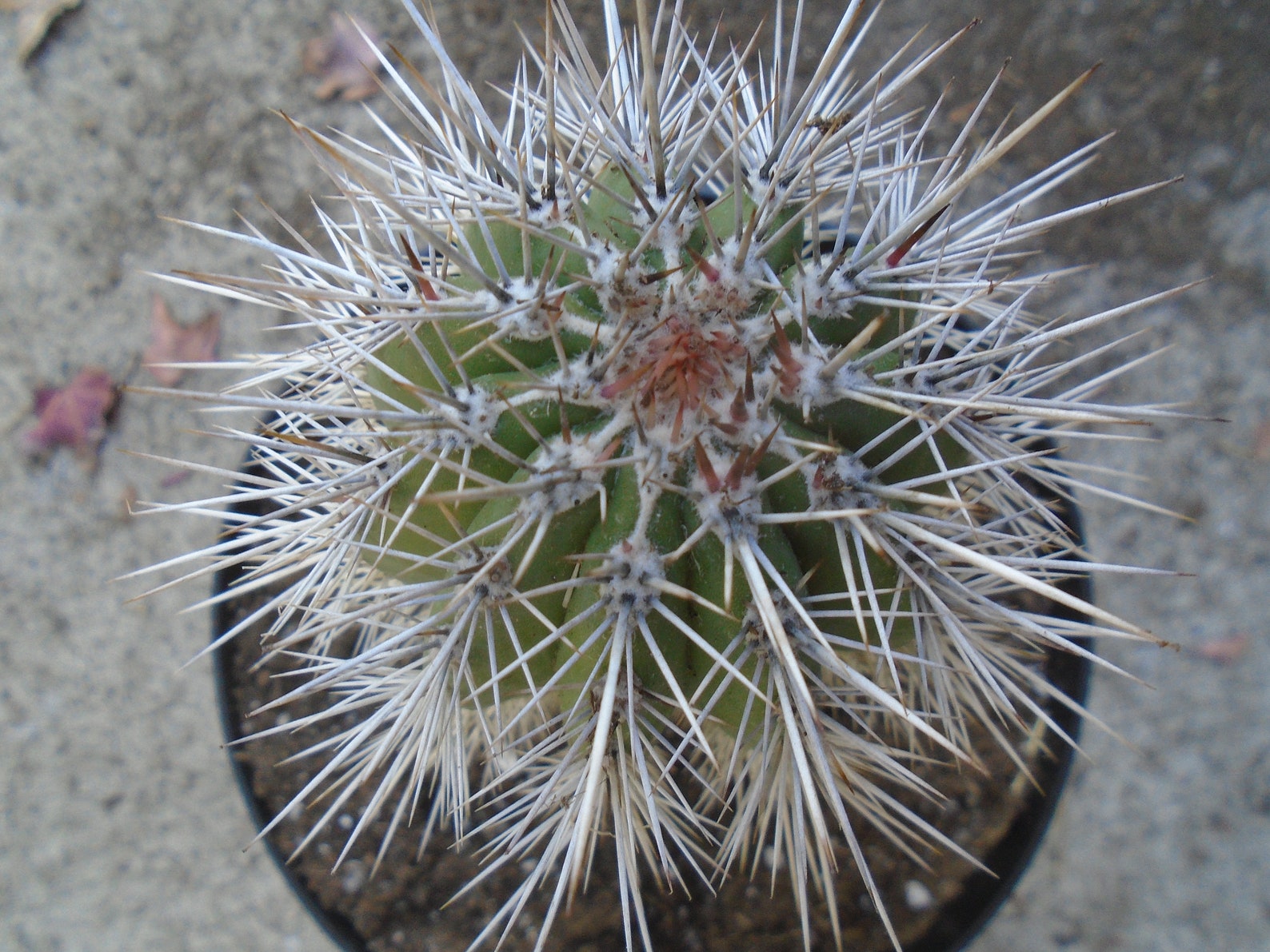 Specialcardon False Saquaro Cactus Fully Rooted - Etsy