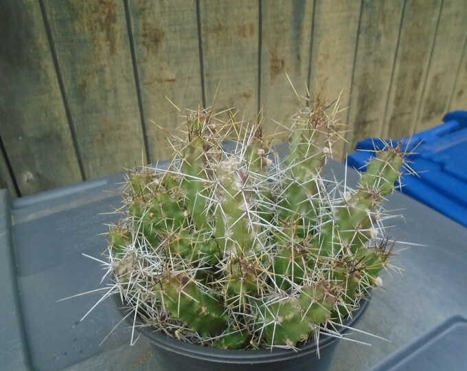 Exact Lady Finger Group of Cactus Plants, Fully Rooted, Echinocereus ...