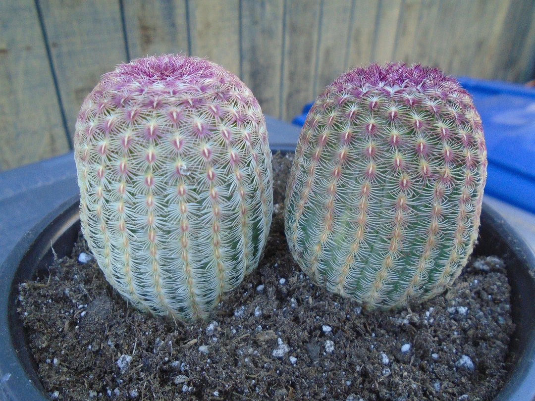 Rosey Hedgehogs, 2 Fully Rooted Cactus, Echinocereus Rigidissimus Rubrispinus Small - Etsy