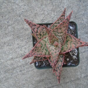 Aloe Firecracker Plant, Fully Rooted Hybrid, Hummingbird Friendly - Etsy