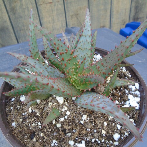 Aloe coral Fire One Plant Hybrid Fully Rooted - Etsy