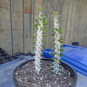 False Ocotillo 2 Plants, Fully Rooted, Procera, Drought Resistant ...