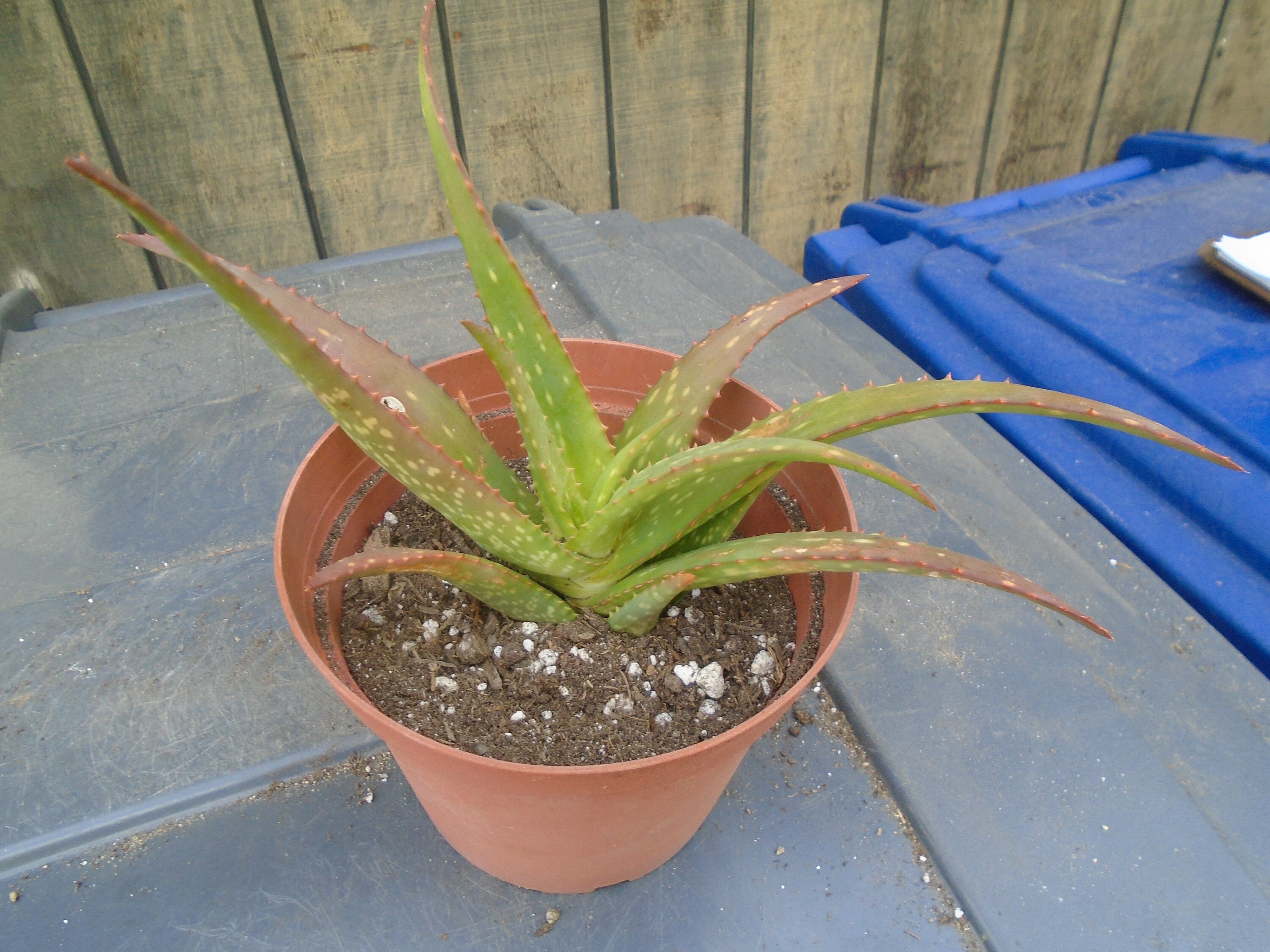 Aloe Little Gem Rudikoppe Fully Rooted Plant | Etsy