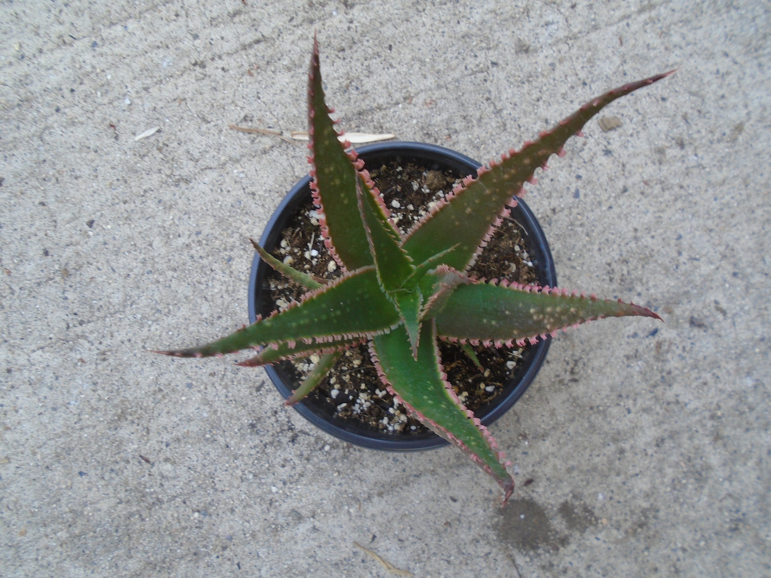 Aloe coral Fire One Plant Hybrid Fully Rooted - Etsy